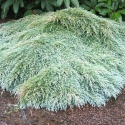 Conifer at Wairere Nursery - Buy Online