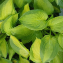 Hosta Gold Edger at Wairere Nursery - Buy Online