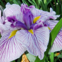 Iris at Wairere Nursery - Buy Online
