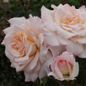 Hybrid Tea at Wairere Nursery - Buy Online